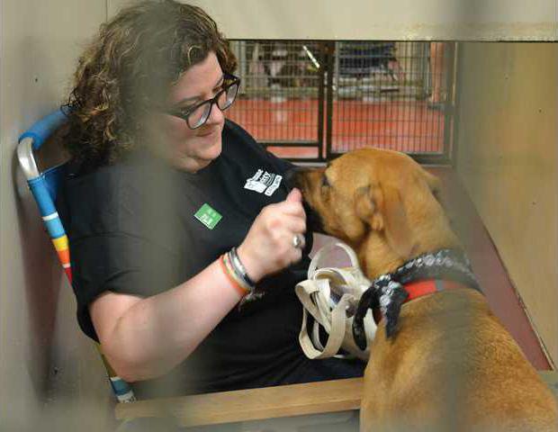 How getting locked up with pets can help save them - Gainesville Times
