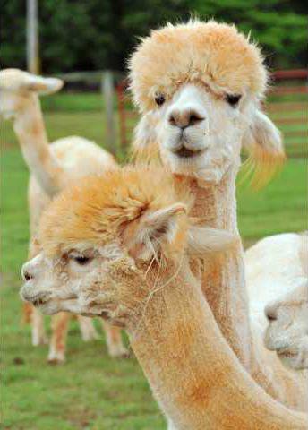 Couple shears alpacas to help soak up Gulf oil - Gainesville Times