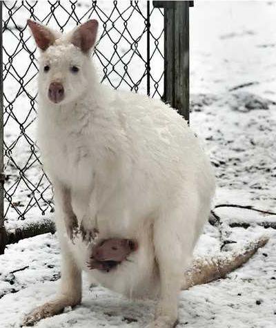 albino wallaroo