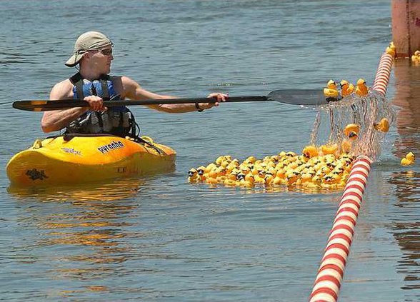 Invasion of the ducks: Derby makes its 10th splash - Gainesville Times