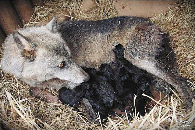 10 wolf puppies born at North Georgia Zoo - Gainesville Times