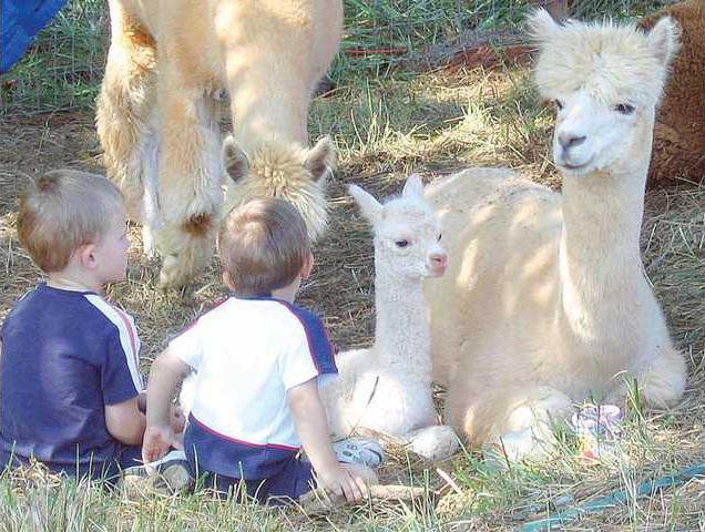 A day on the alpaca farm - Gainesville Times