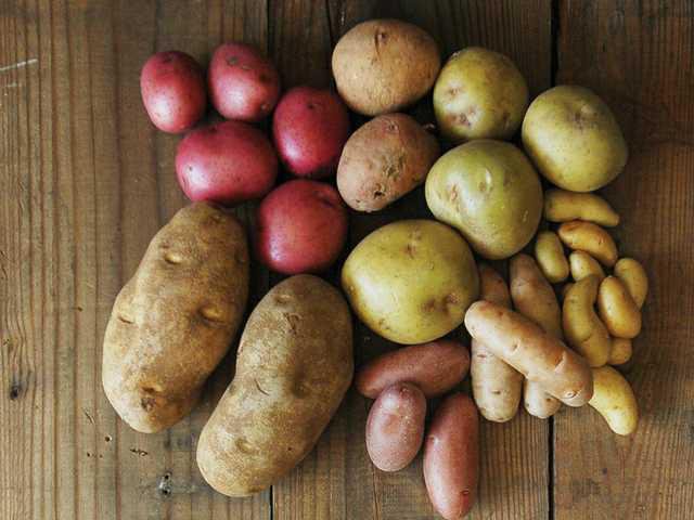 Pick the right potato - Gainesville Times