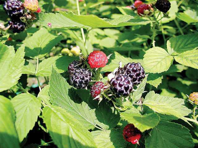 black raspberry uk