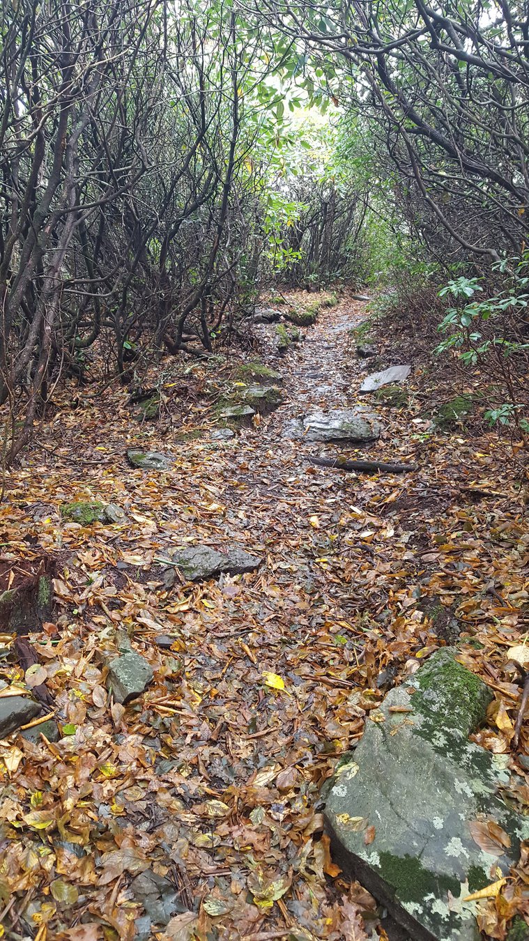 Hike to Soque River headwaters, learn about water quality - Gainesville ...