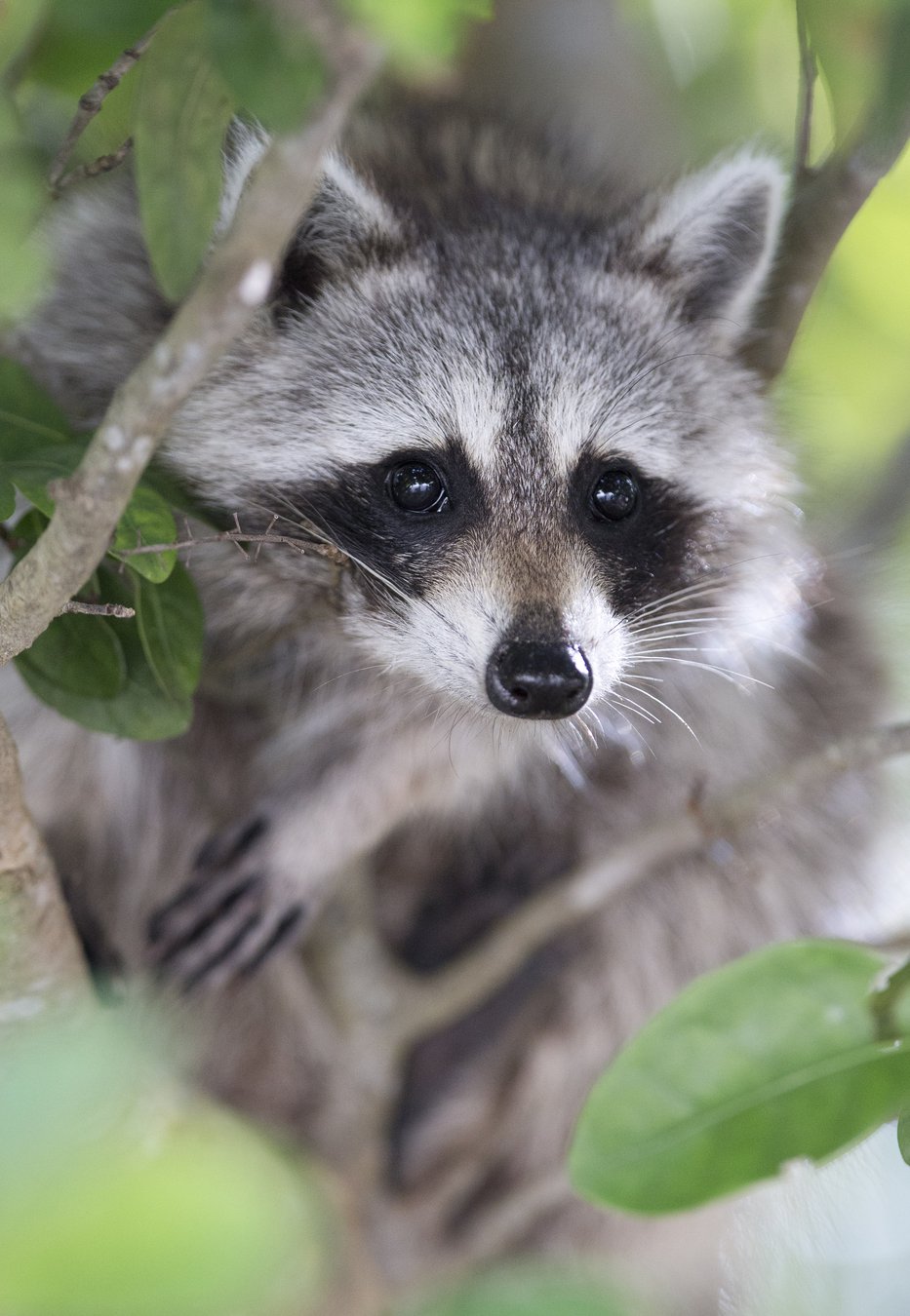 Raccoon tests positive for rabies in Hall County - Gainesville Times