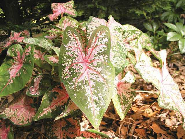 England: Plan a shady, moist spot for your caladium - Gainesville Times