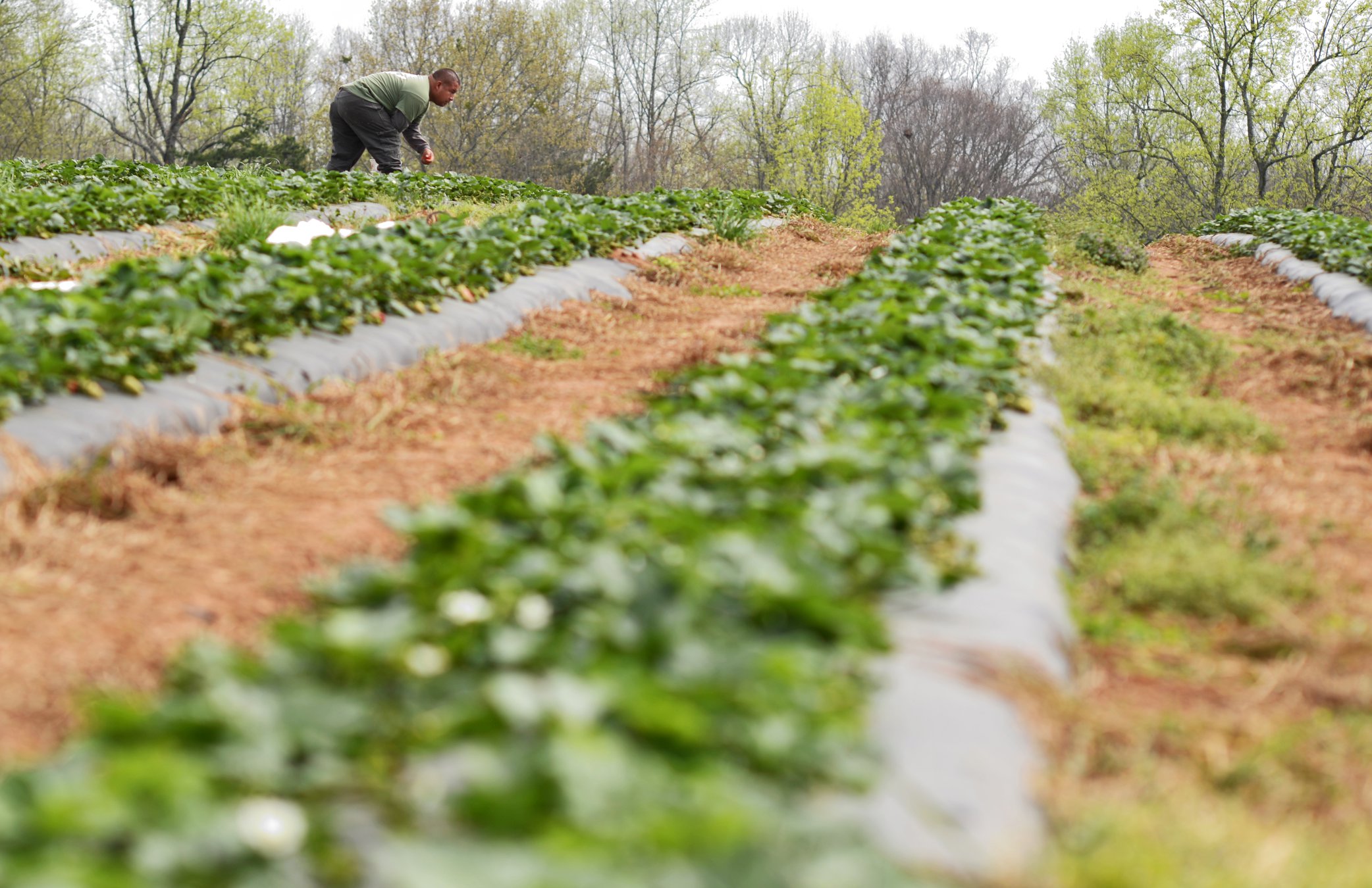 What's being done to make sure there are workers to pick crops ...