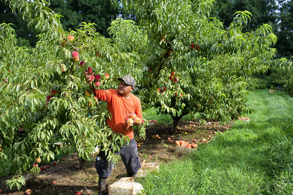You can pick a peck of pretty peaches at Jaemor Farms' U-Pick event ...