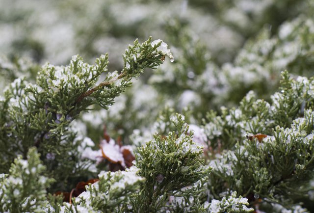 Winter storm could bring 2-5 inches of snow in Northeast Georgia ...