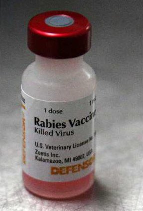 Rabies case reported in Clermont - Gainesville Times