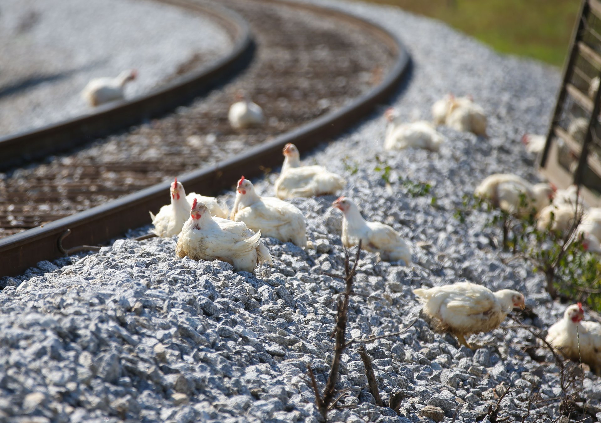 Chickens spill near railroad after this South Hall accident ...