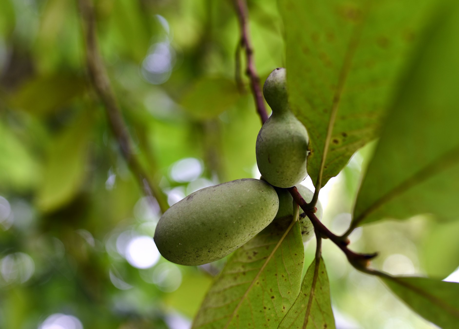 Pawpaw: The tastiest native fruit you’ve never heard of - Gainesville Times