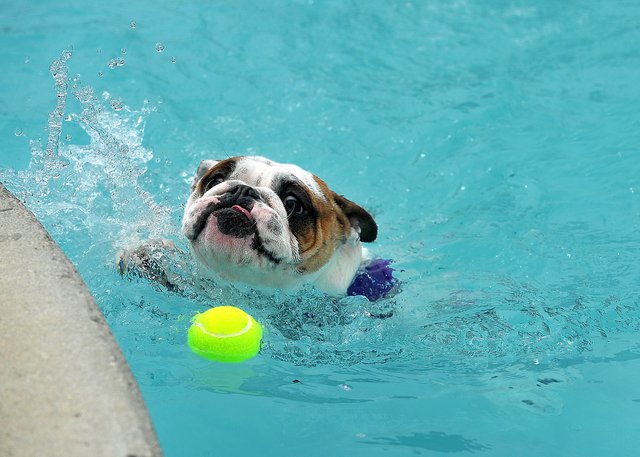 Celebrate the (sort-of) end of summer with these two dog-focused events ...