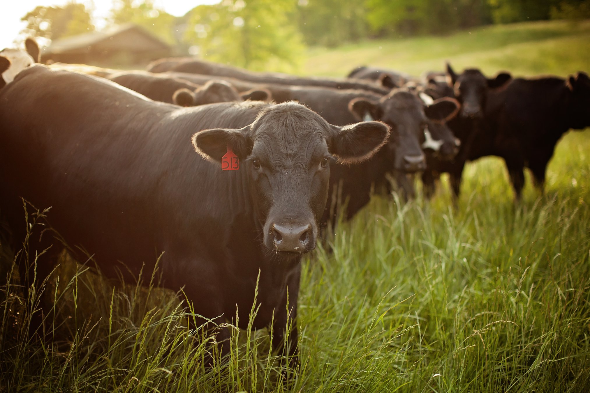 Hall County couple with deep farming roots growing Habersham beef farm ...