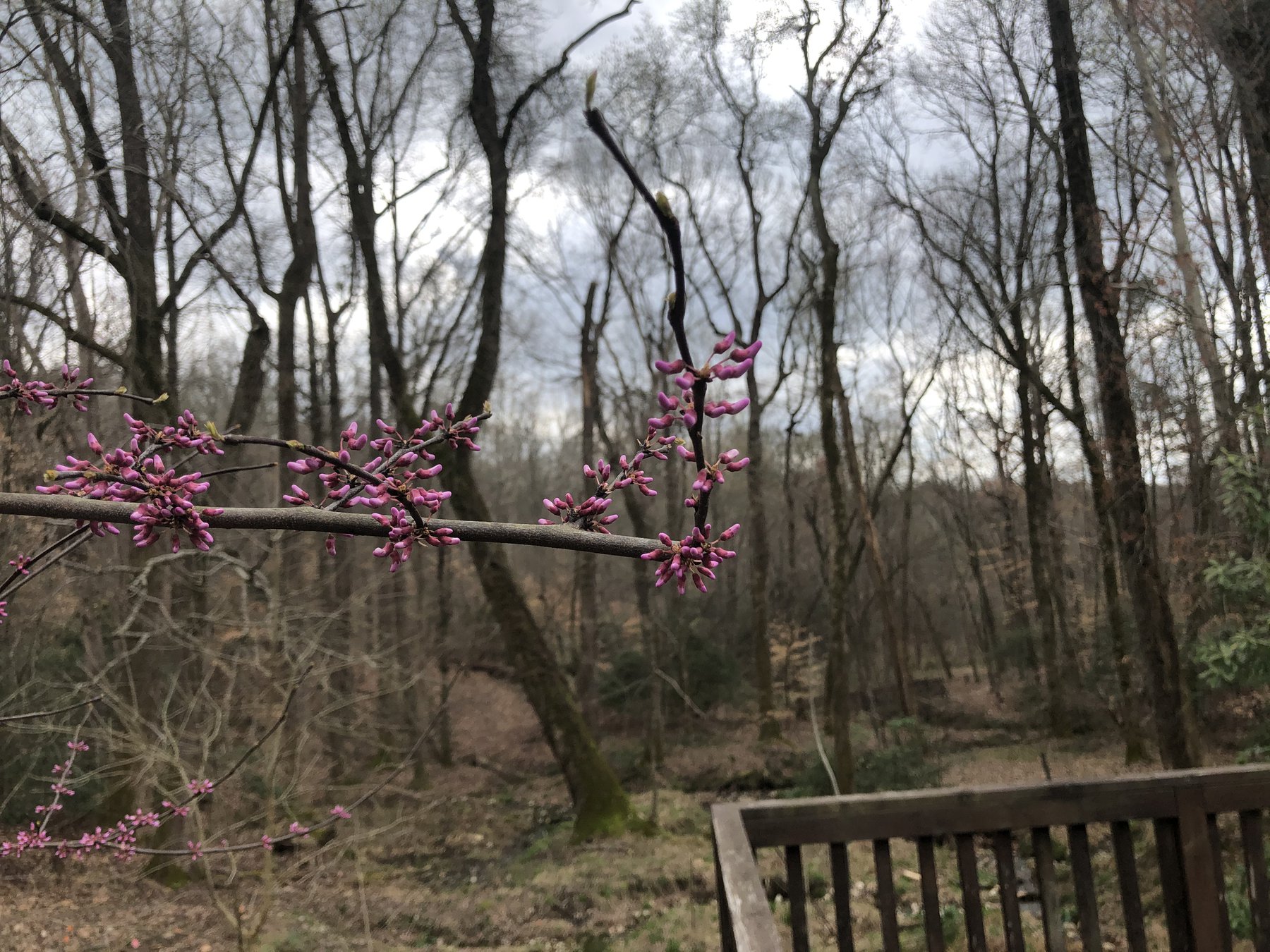 Linwood Nature Preserve offers some nature-based stress relief to get ...