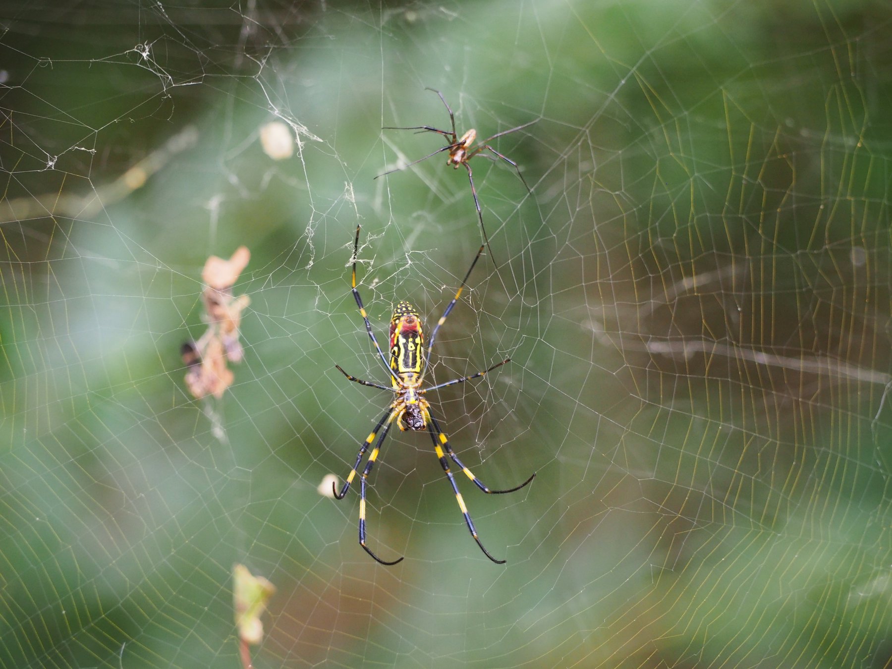 Join the 2020 Joro Count. Help us spot the spiders and aid UNG ...