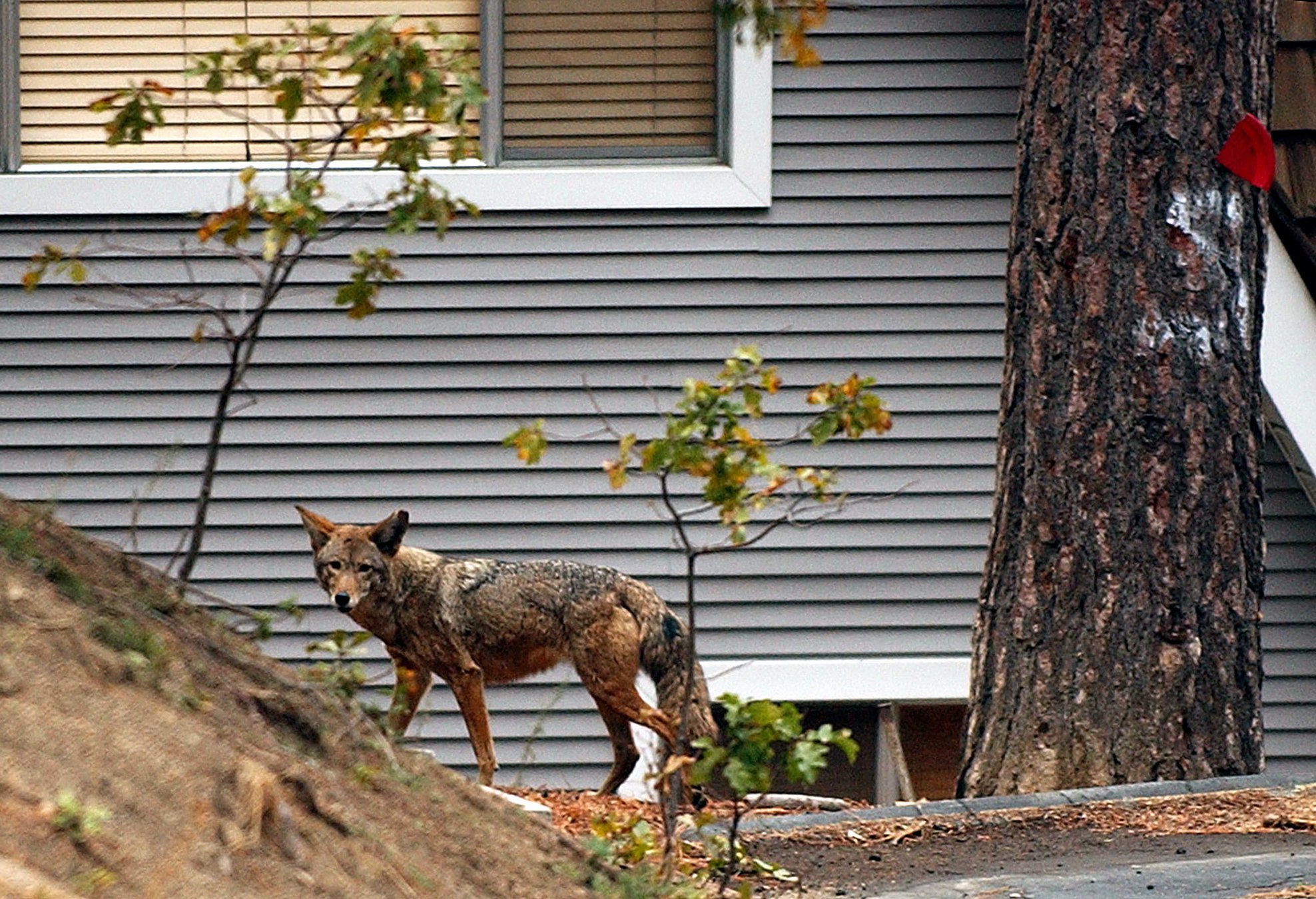 Local wildlife experts explain why coyotes keep popping up in ...