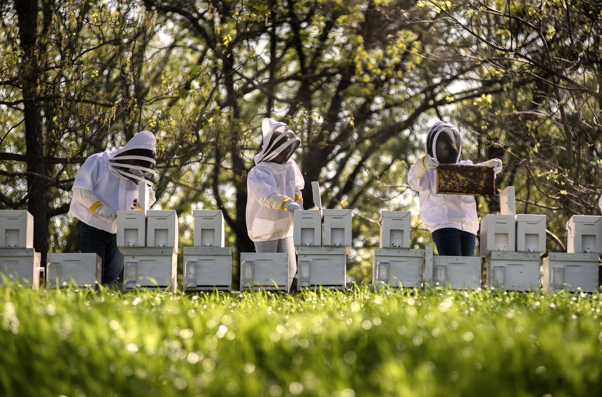 Why Hall County Schools now has active honey bee hives - Gainesville Times