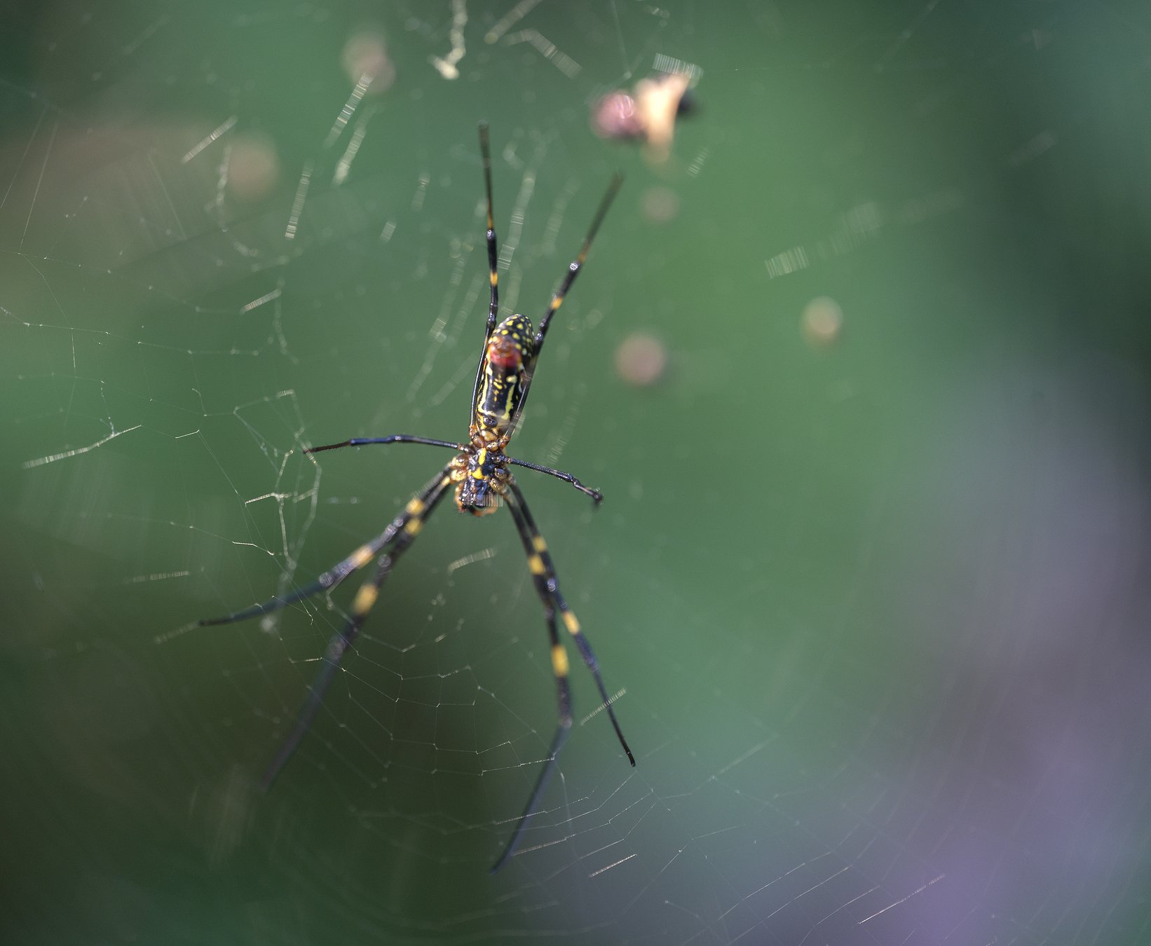 ‘They’re here to stay’: Joro spiders are back. Here’s what you should ...