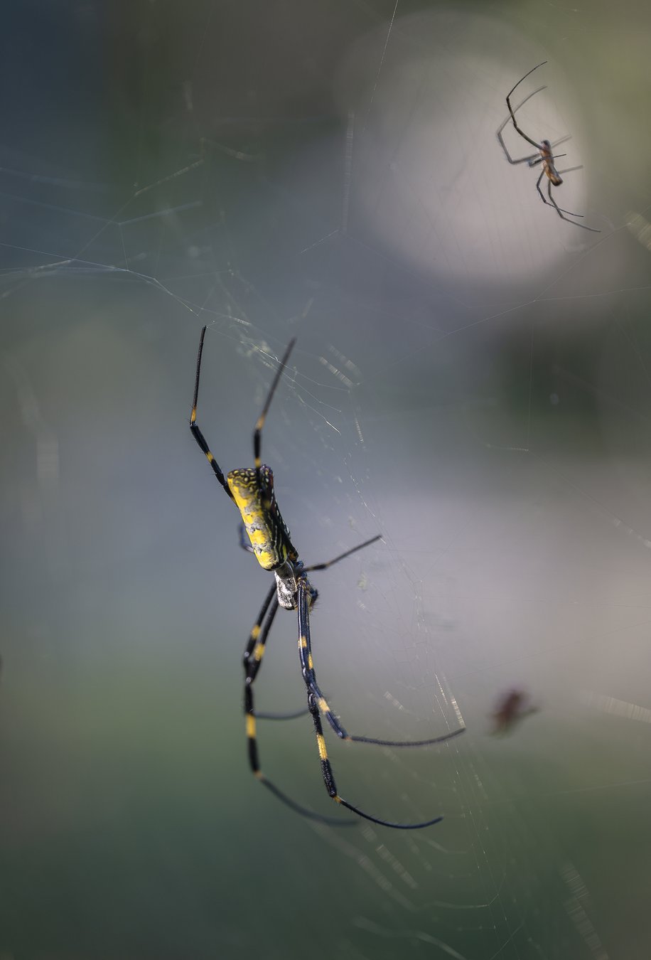 ‘They’re here to stay’: Joro spiders are back. Here’s what you should ...