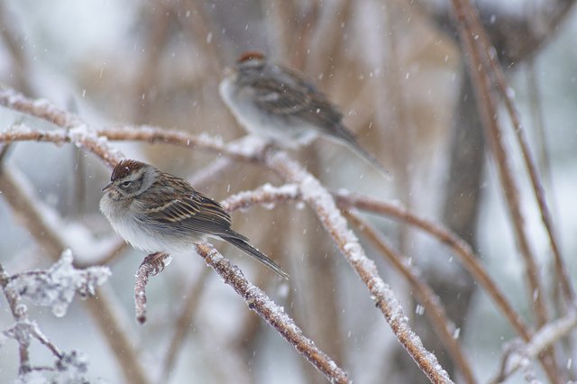 Snow flurries in the forecast for Hall - Gainesville Times