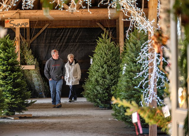 Where to buy a Christmas tree around Hall County - Gainesville Times