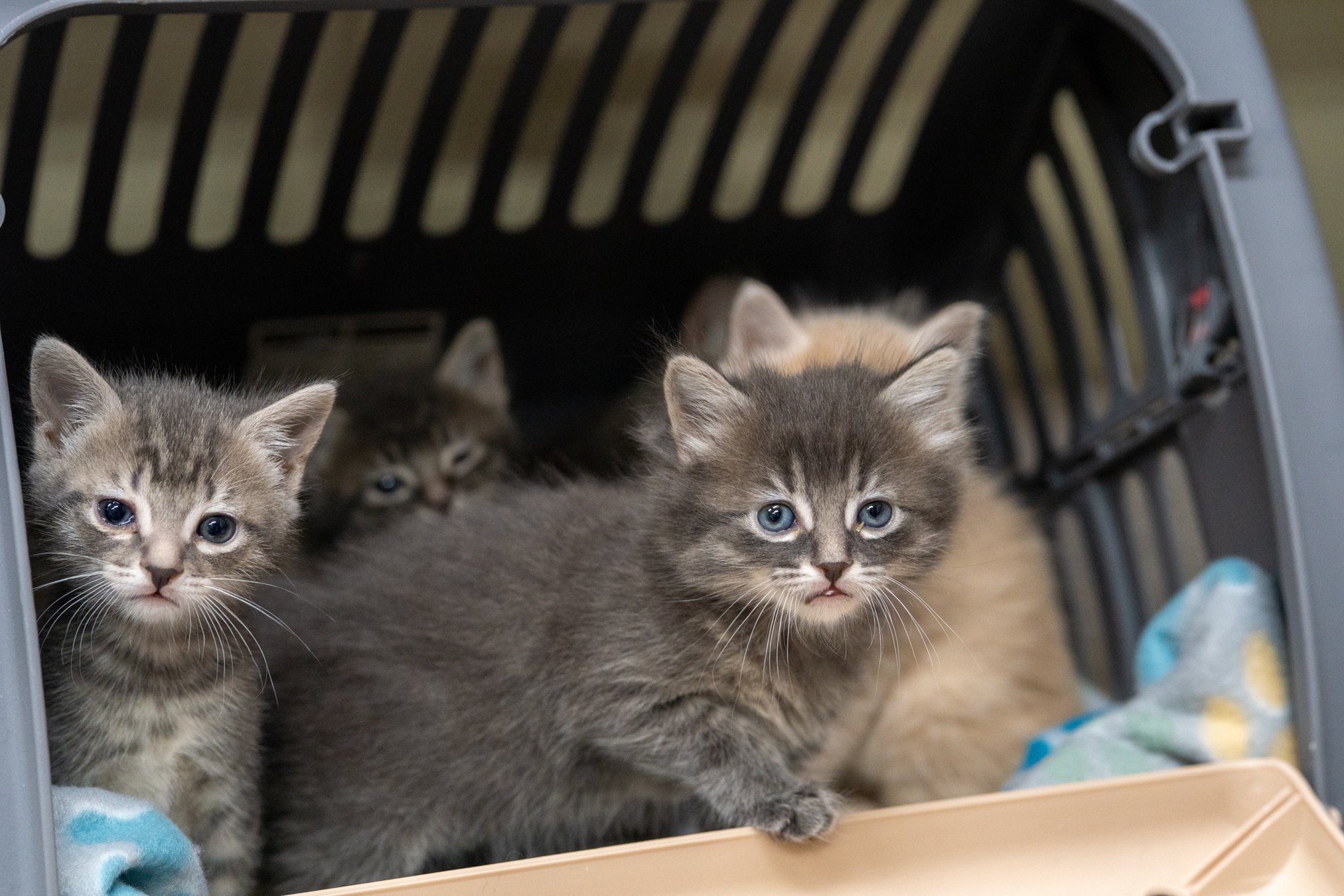 Humane Society takes in 15 cats after Toccoa hoarding case ...